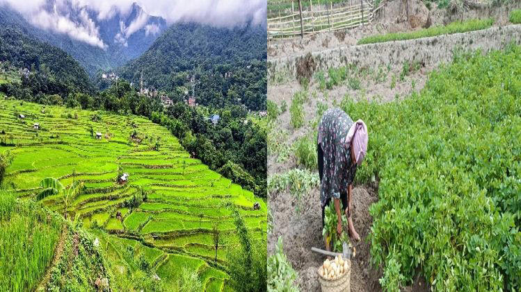 Nagaland University study highlights role of indigenous knowledge in ...