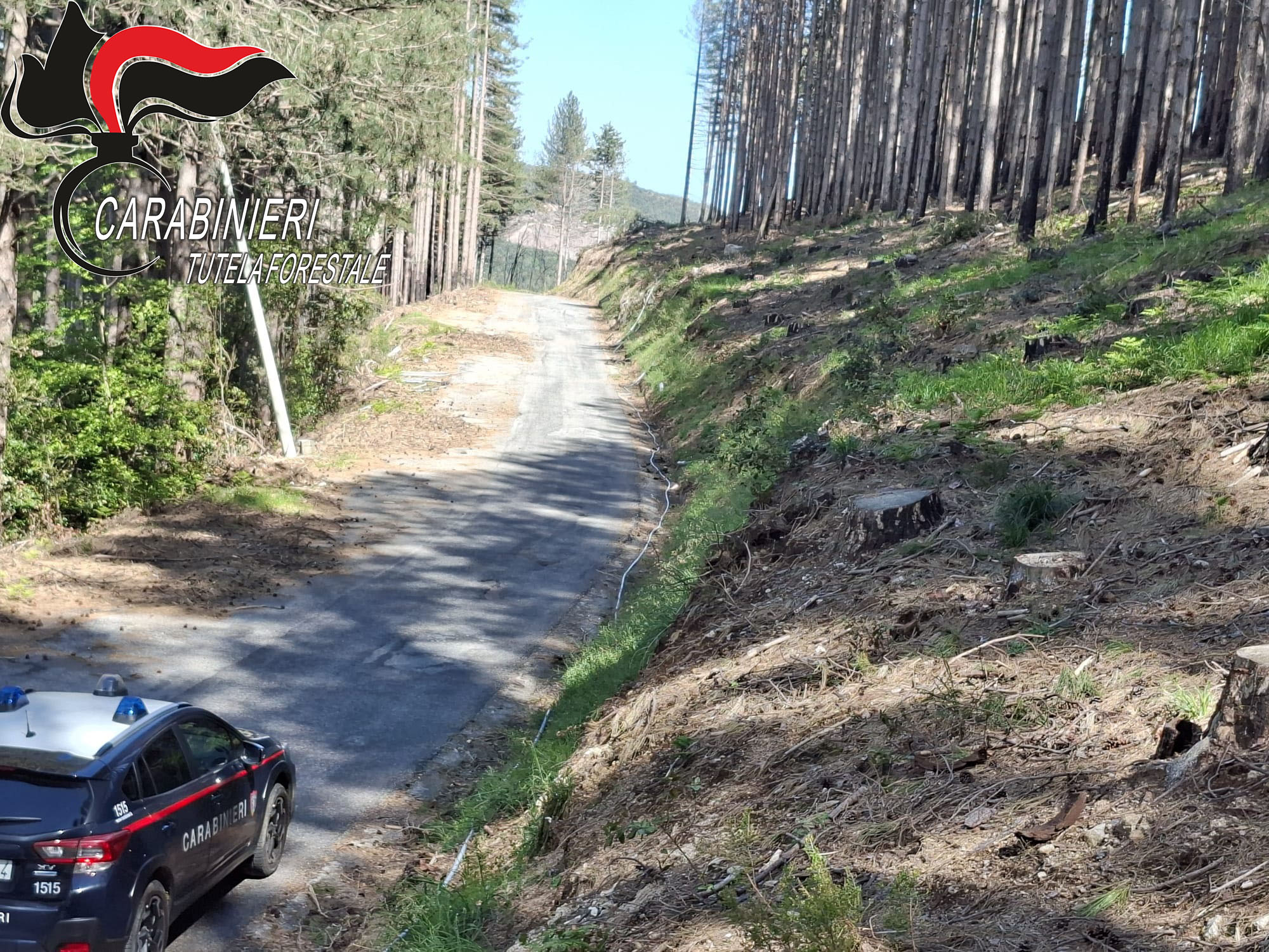 Nardodipace, tagliate abusivamente 372 piante di alto fusto ...