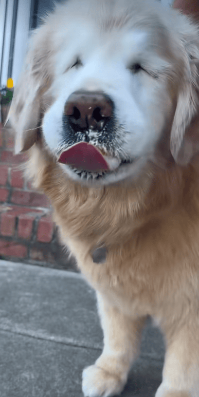 His family threw a surprise party for this blind little dog, and his ...