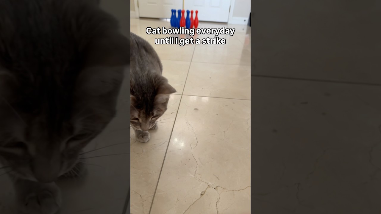Cat bowling is a disaster