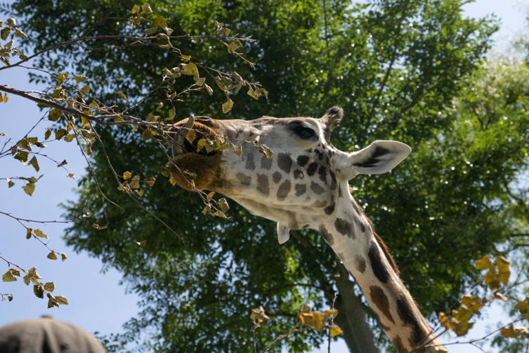 Columbus Zoo fans to choose name for new Masai giraffe calf