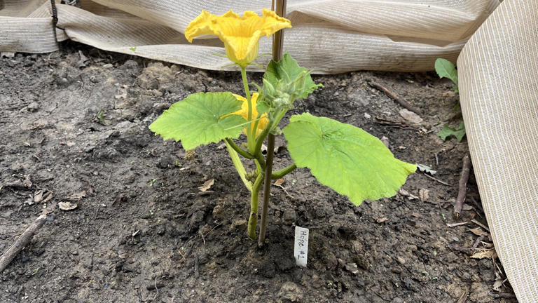 A surprising twist for the giant pumpkin I'm growing for the Iowa State ...