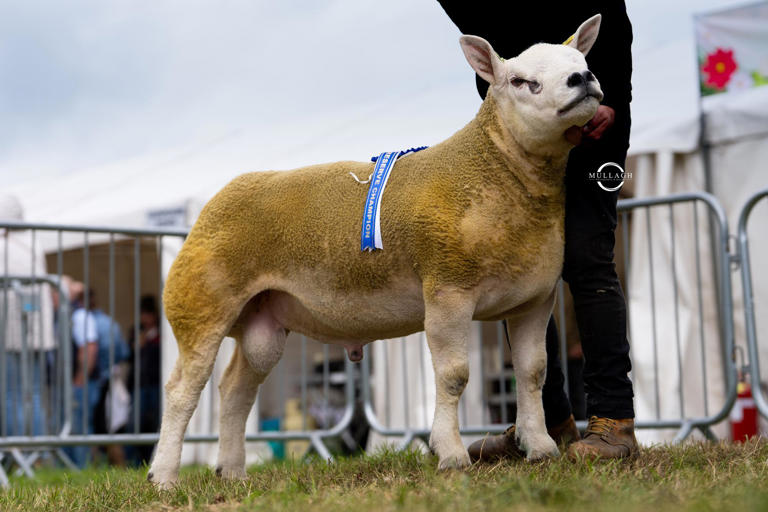 Corbo Flock claims Galloway & MacLeod and Provita Animal Health ...