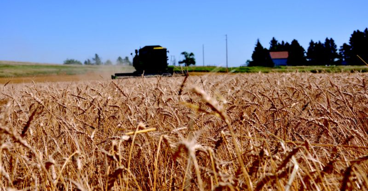 15 countries that import the most food and 5 that can feed themselves