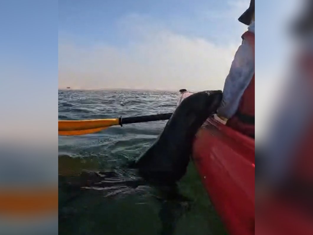 Seals hijack a kayak on the open sea