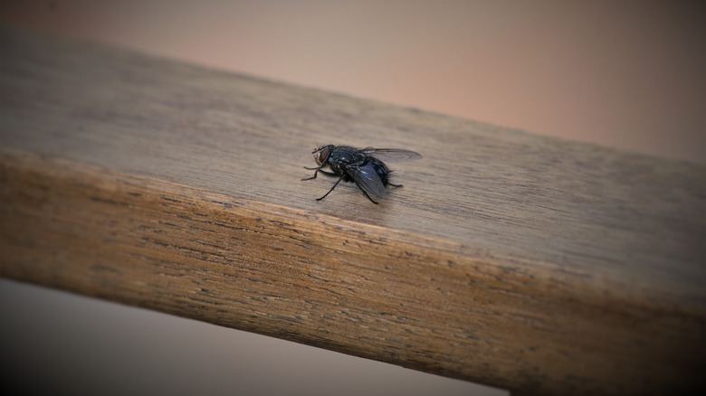 Keep flies away from your patio with an easy hydrogen peroxide hack
