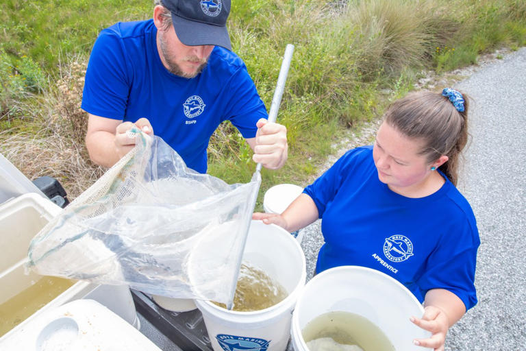 Mote Marine Laboratory releases 22K snook into Florida water