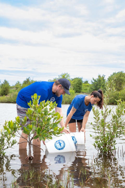 Mote Marine Laboratory releases 22K snook into Florida water