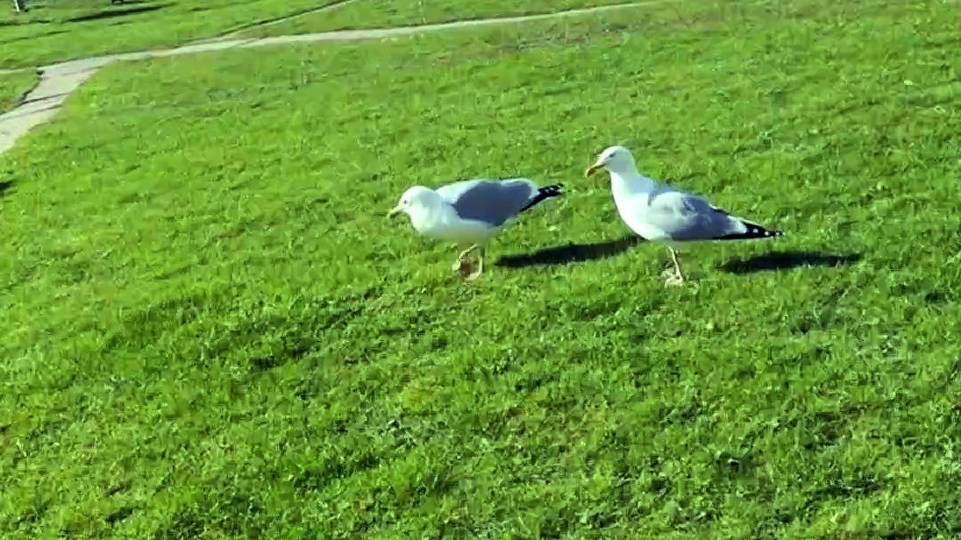 This dancing seagull steals the show beside its unimpressed seaside friend