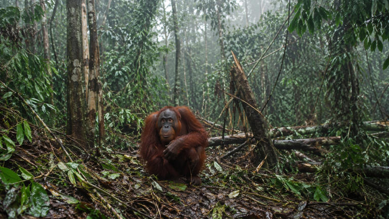 A single storm killed 7% of the world’s rarest great ape