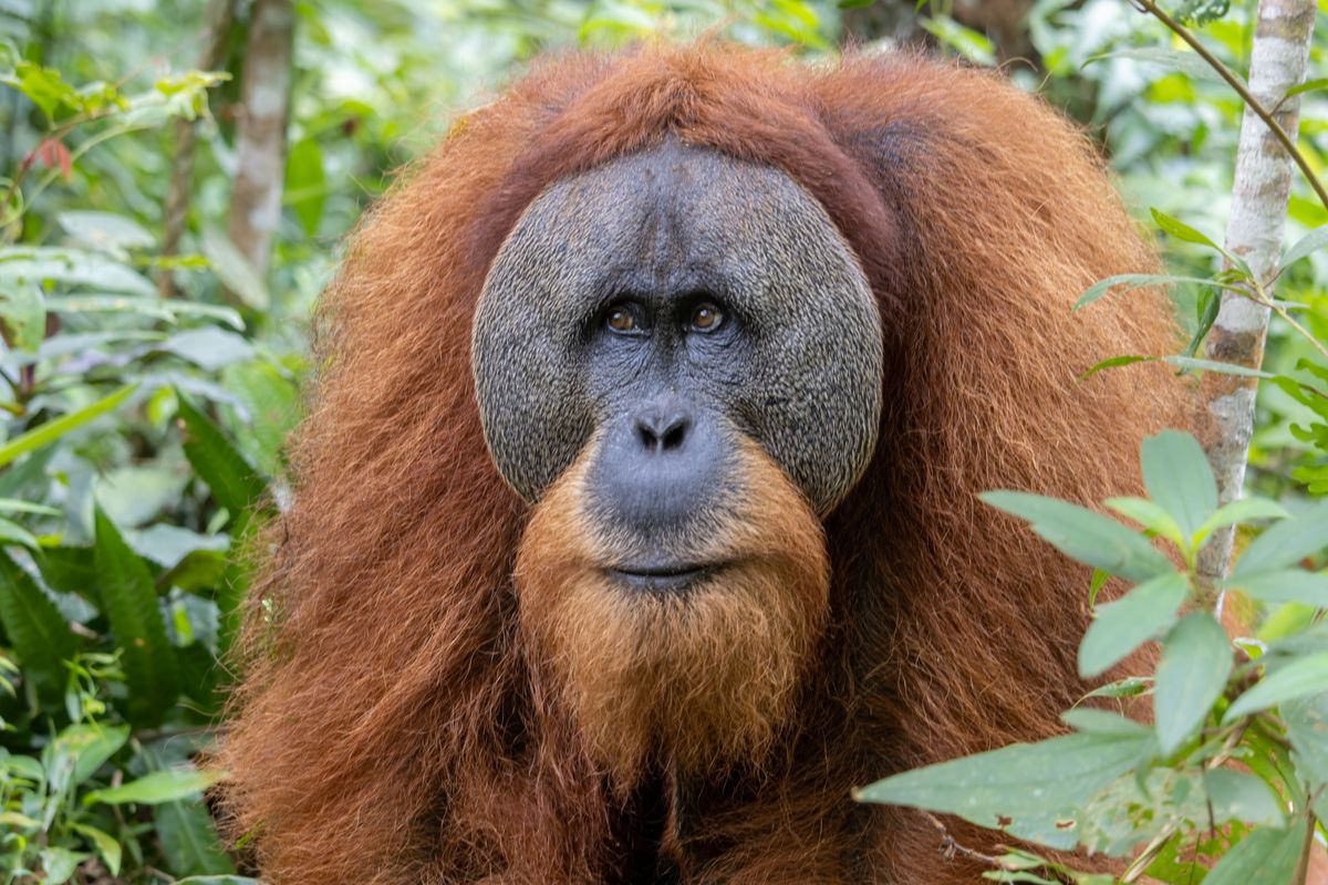 7 percent of Earth's most endangered great ape species was wiped out by ...