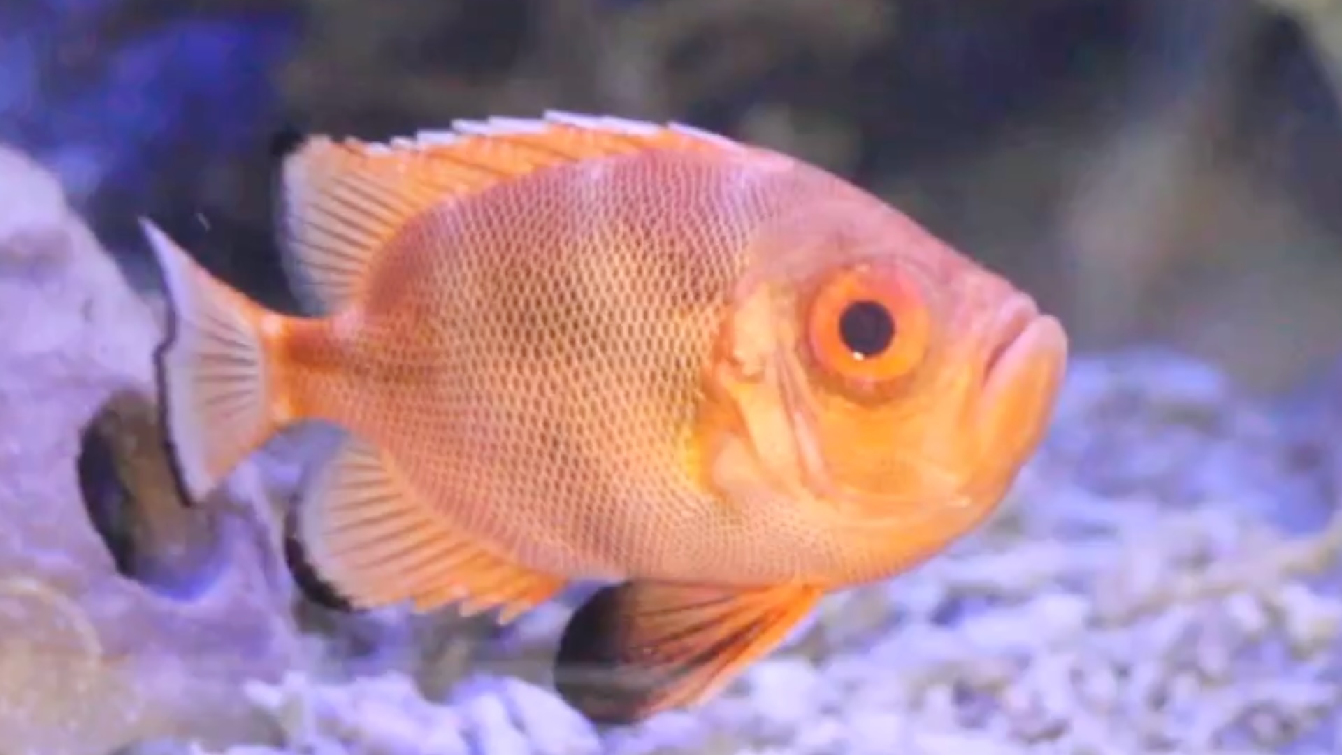 Hidden treasure in Fort Pierce: Inside the Smithsonian Marine ...