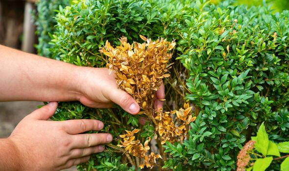 Hedges will stay green and grow bushier foliage if gardeners do 1 ...