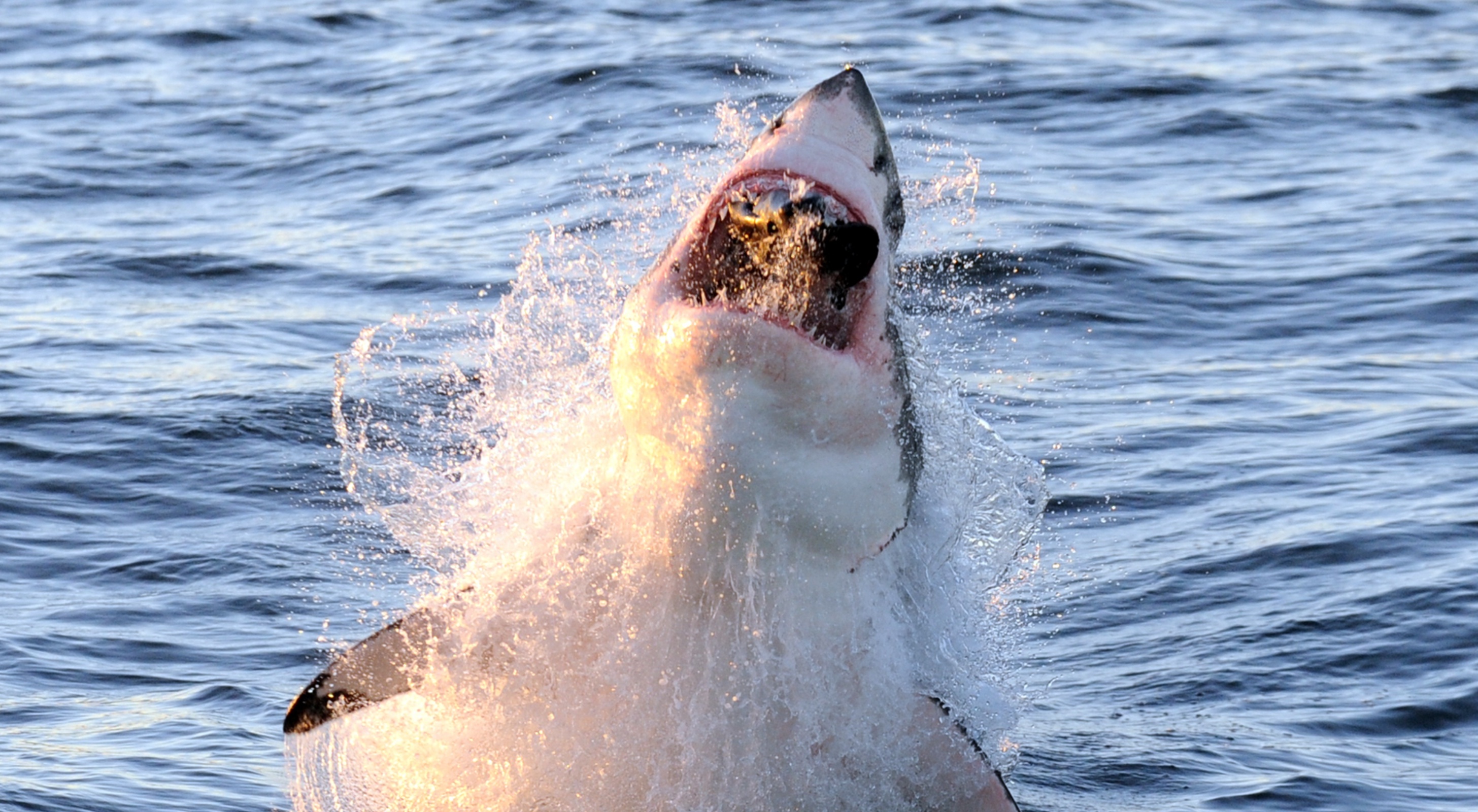 'The market has jumped the shark': Michael Burry names the things that ...