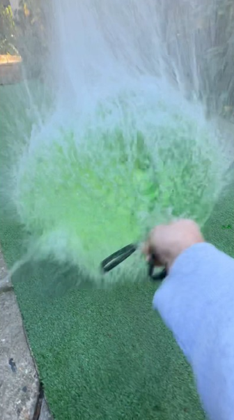 Alligator flooded my garden shorts