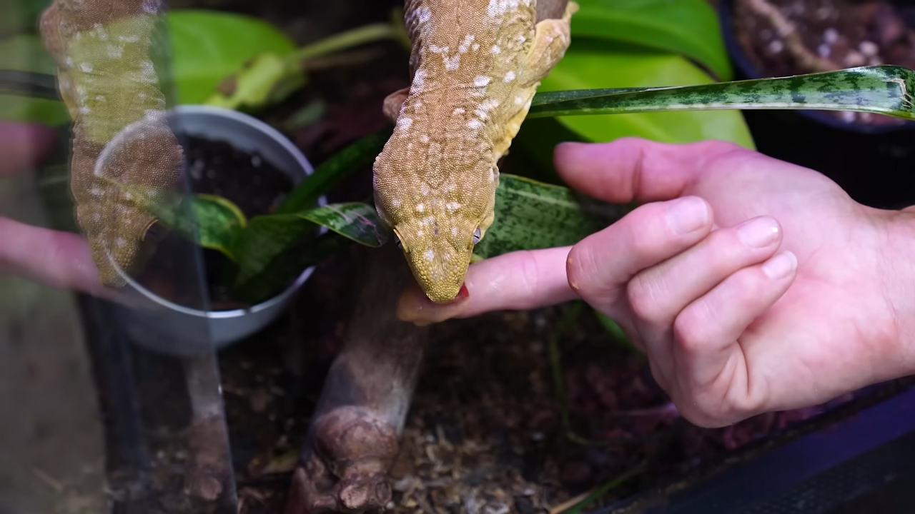 It happened in seconds the moment the lizard went for the fish
