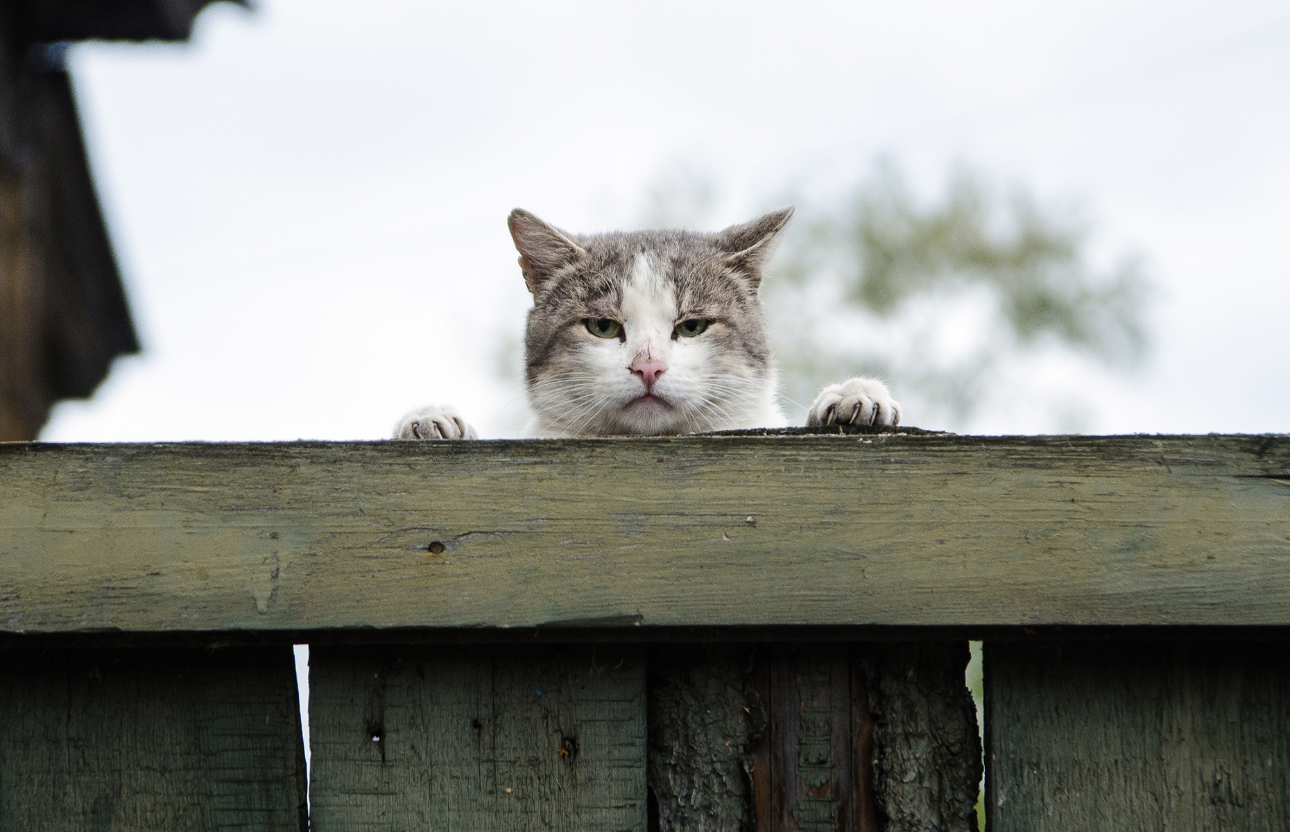 20 grumpy cats that will make you go "aww"