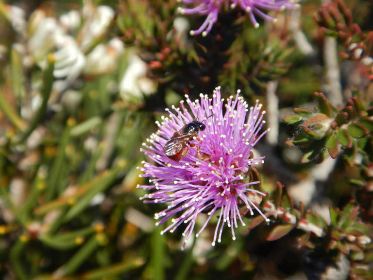 How will Australian native bees cope with climate change? Their nests ...