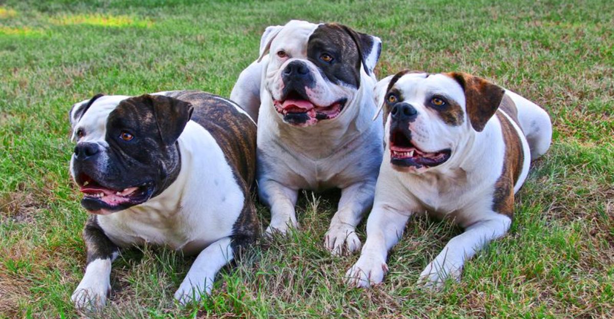 10 powerful dog breeds quietly becoming favorites among people tired of ...