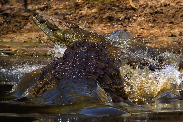 Formidable power of crocodiles revealed in staggering slow-motion video