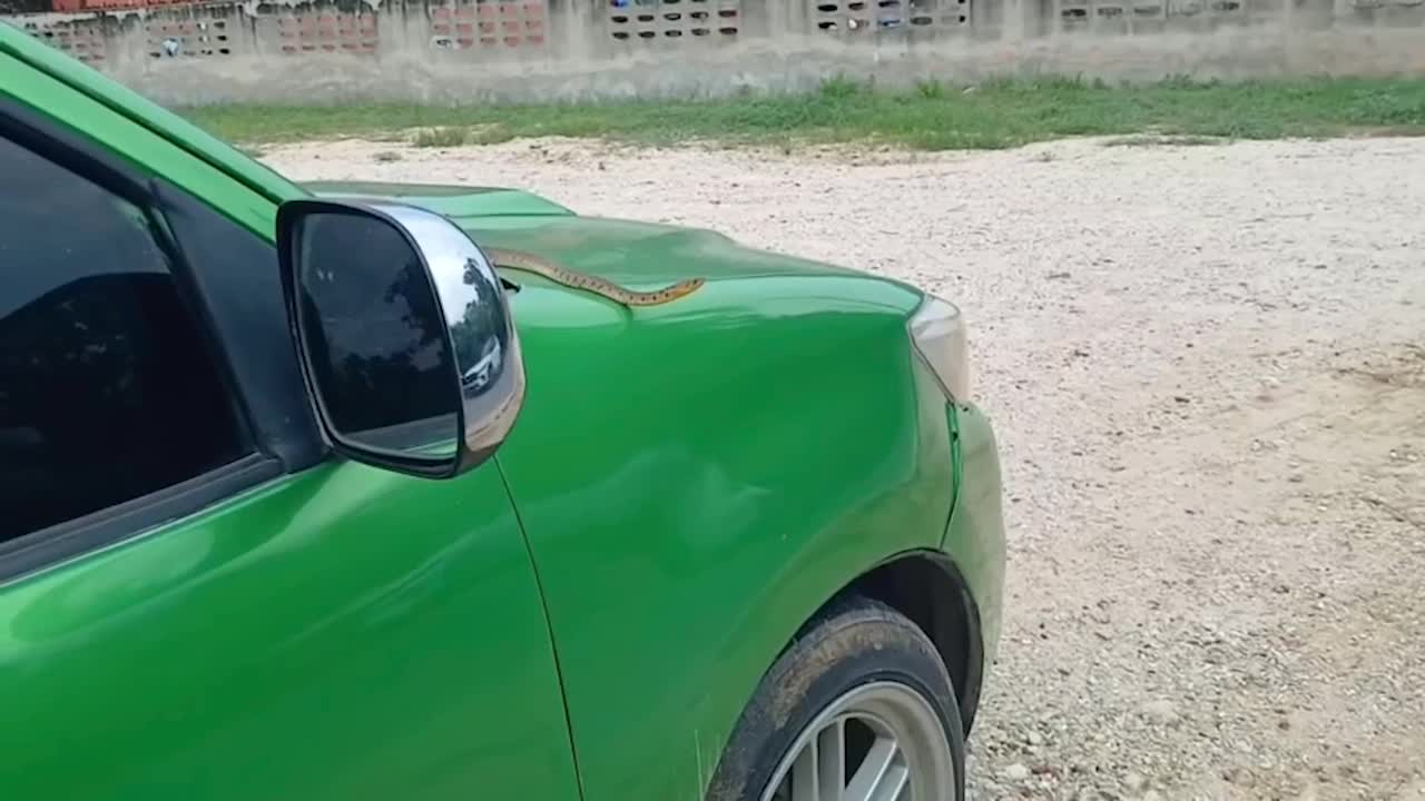 Driver shocked when snake emerges on car bonnet