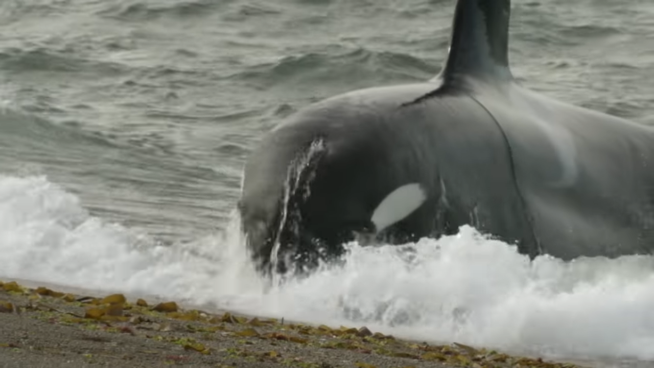 Watch what happens when orcas target a seal – and attack
