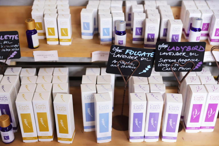 Britain’s biggest lavender farm Castle Farm opens its gates this week ...