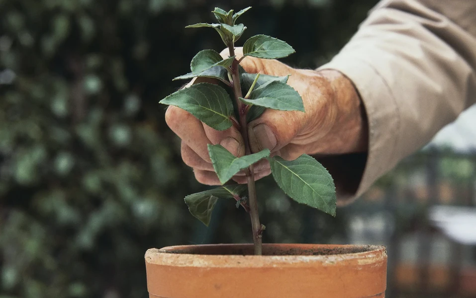 Turn cuttings into lush home gardens