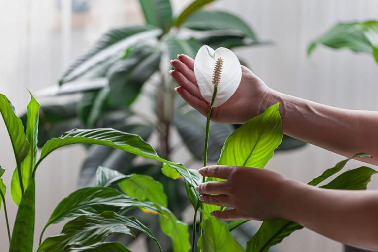 Peace lilies will thrive when you add 1 kitchen scrap to the soil