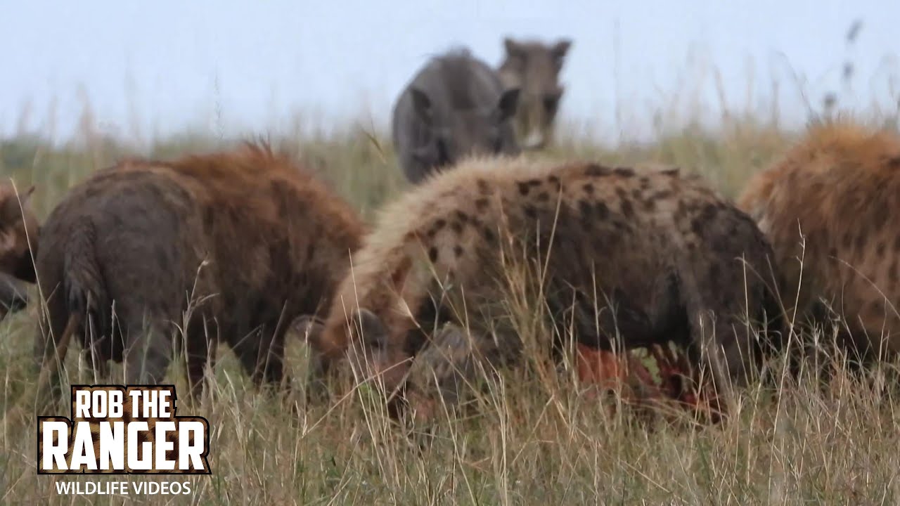 Witness hungry hyena clan devour prey during intense feeding frenzy