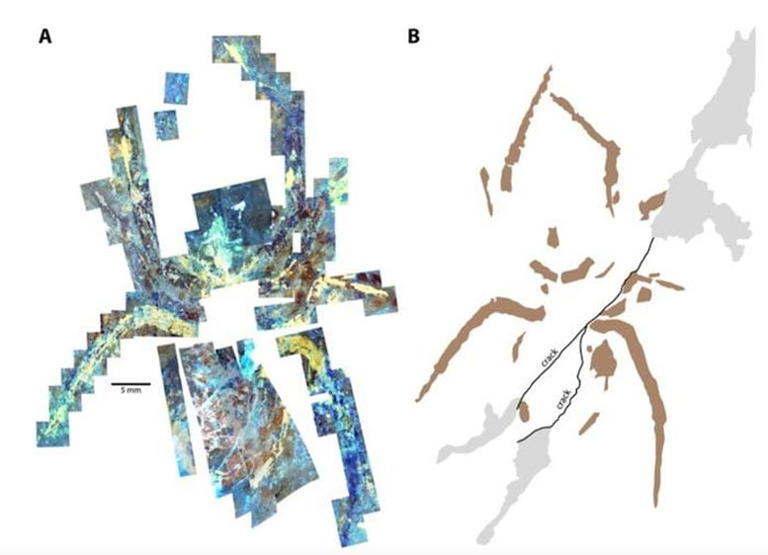 Ancient giant spider fossil fooled paleontologists until detective work ...
