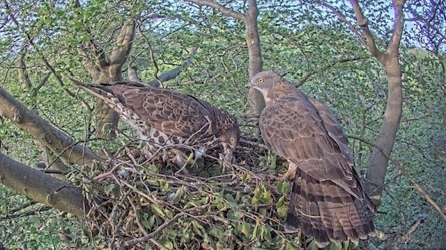Iconic Sussex forest is home to a pair of rare honey-buzzards