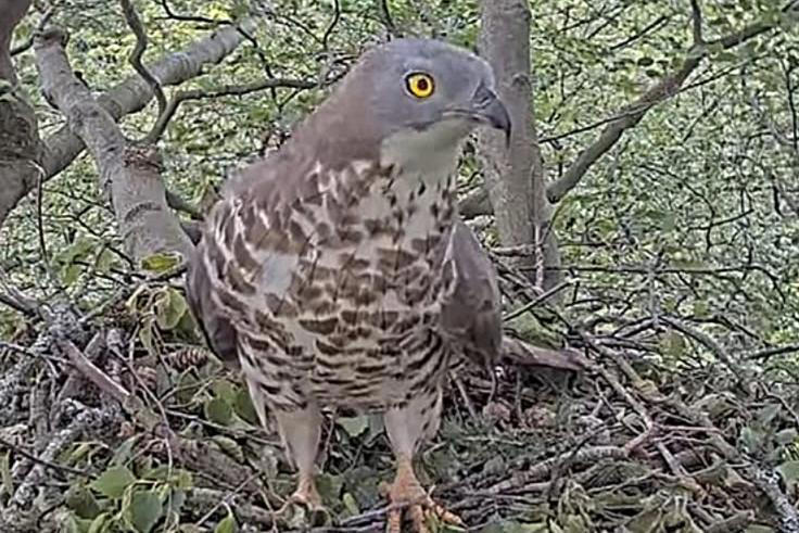Iconic Sussex forest is home to a pair of rare honey-buzzards