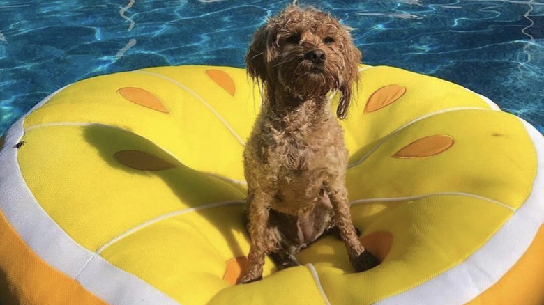 15 dogs living their most peaceful lives on pool floaties