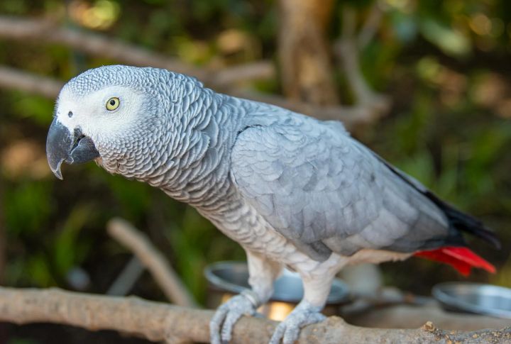 10 fascinating behaviors that make parrots truly unique