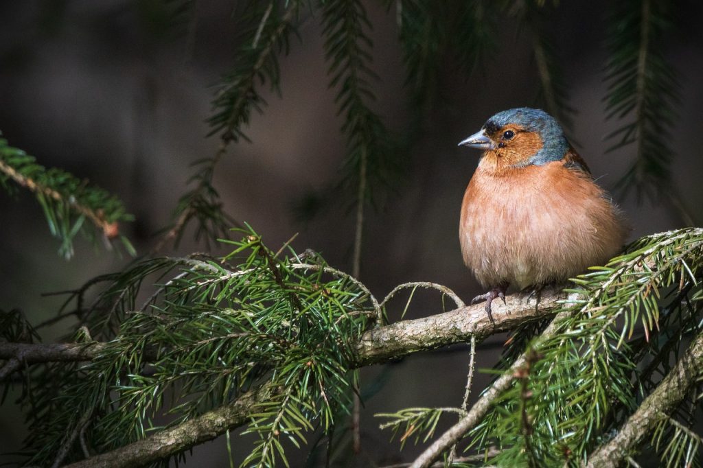 7 animals guardian angels use to communicate with us