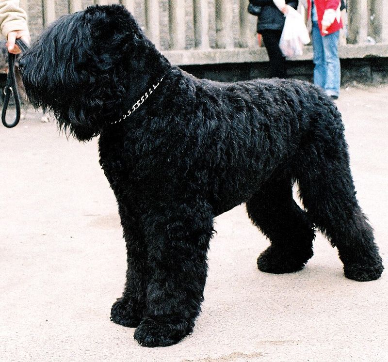 10 powerful dog breeds quietly becoming favorites among people tired of ...