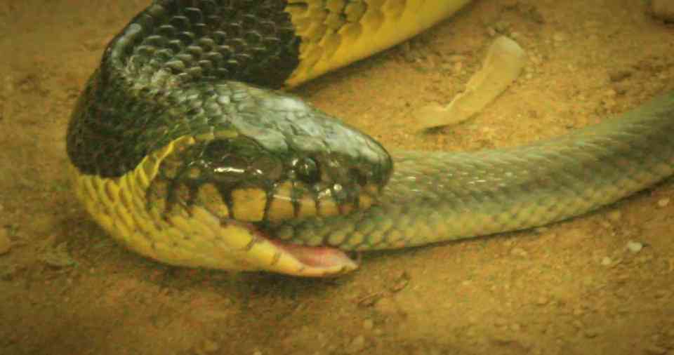 Watch what happens when a snake mistakes its own tail for prey