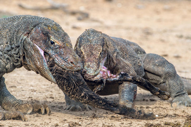 A remote tropical paradise is home to the world's most dangerous ...