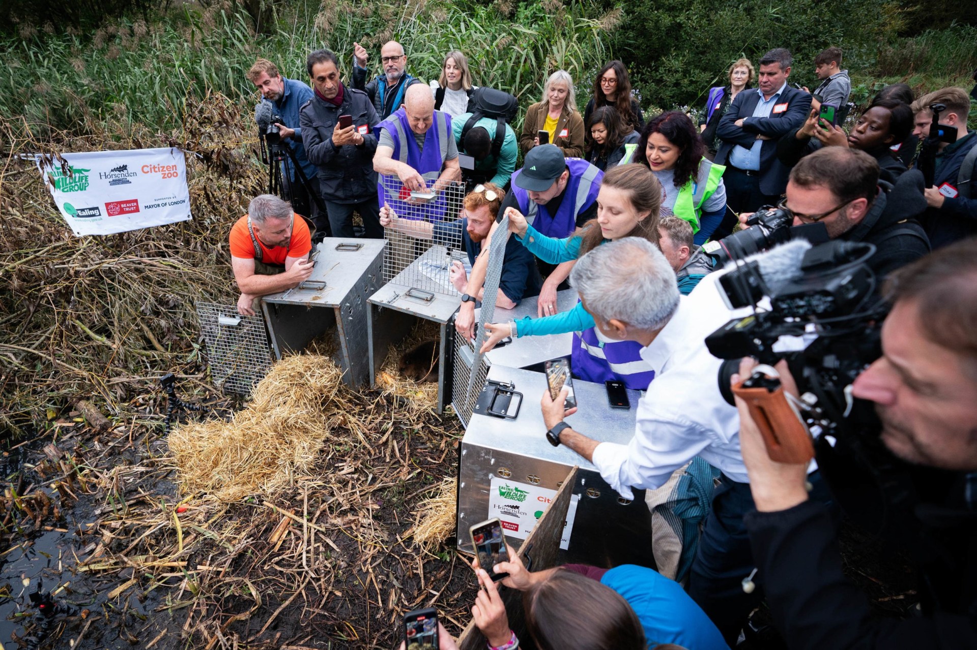 Eight beavers solve problem engineers struggled with for 50 years
