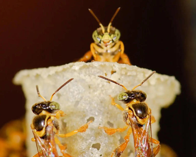 First insects ever get legal rights in two Peruvian municipalities, as ...
