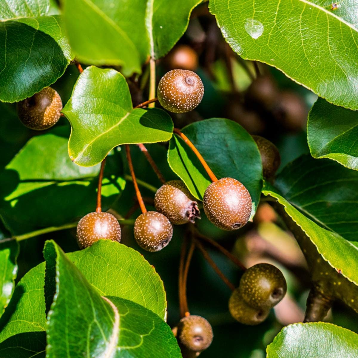 15 trees you should never grow in your yard