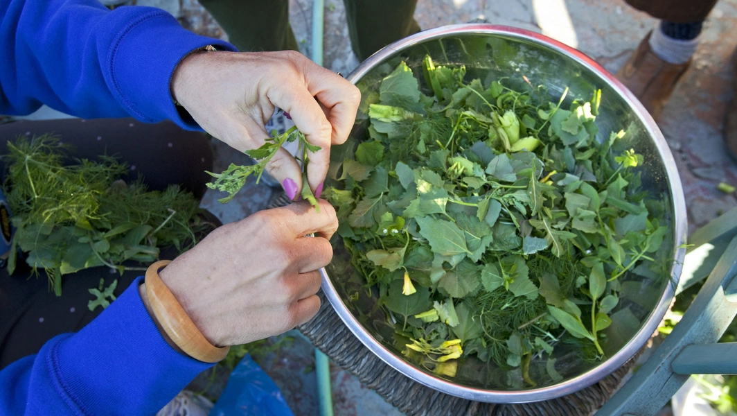 DC chefs embrace foraged wild foods in seasonal menus