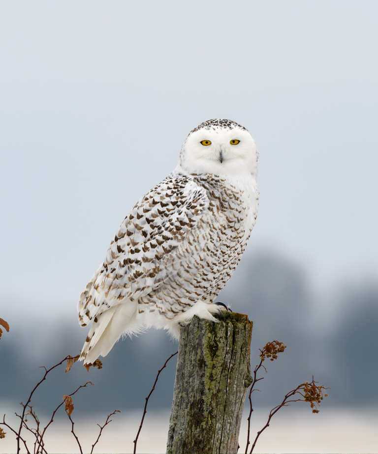 Say hello to your birth month bird of prey – and the special meaning ...