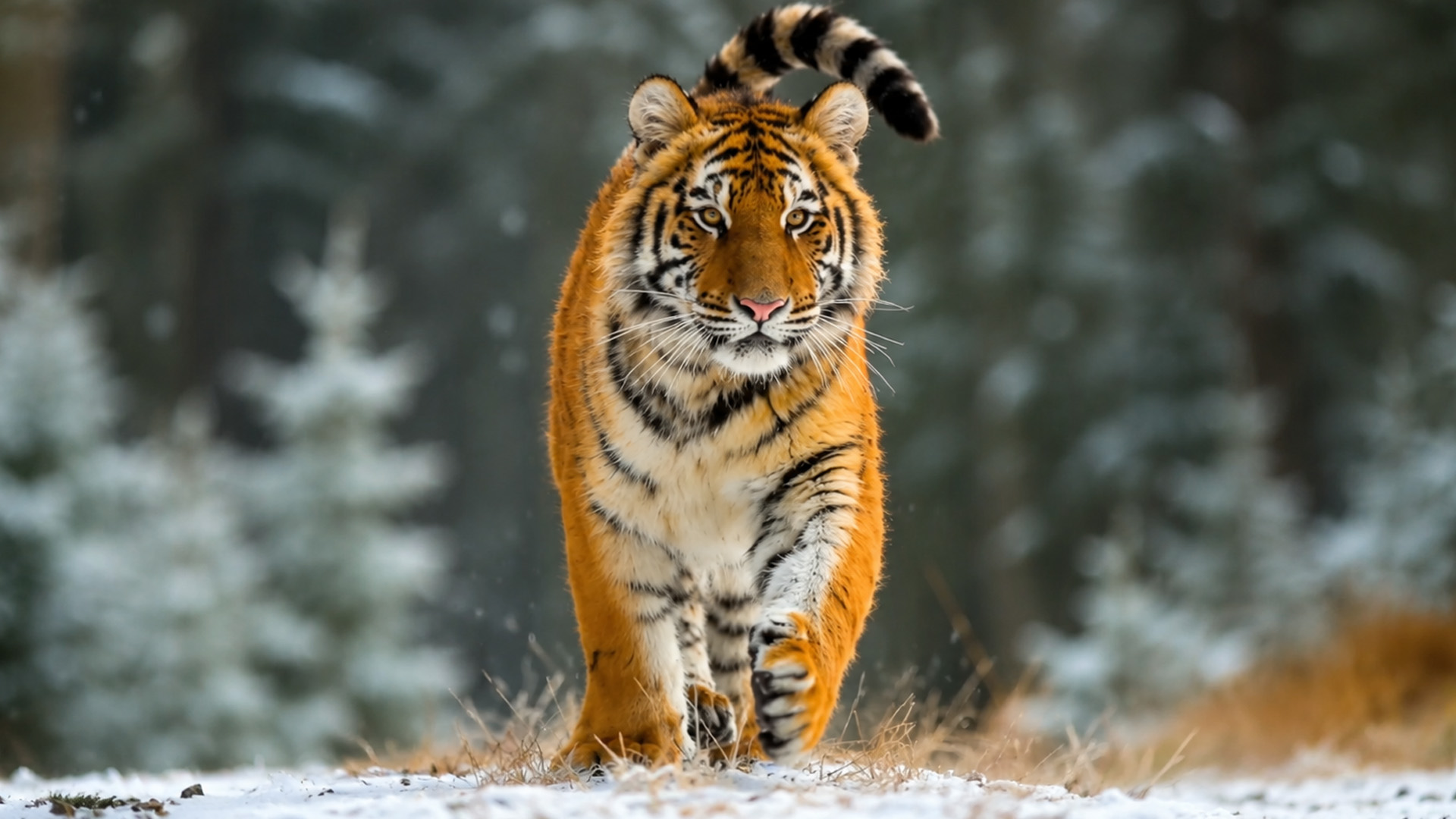 The wild side of Siberia few people see