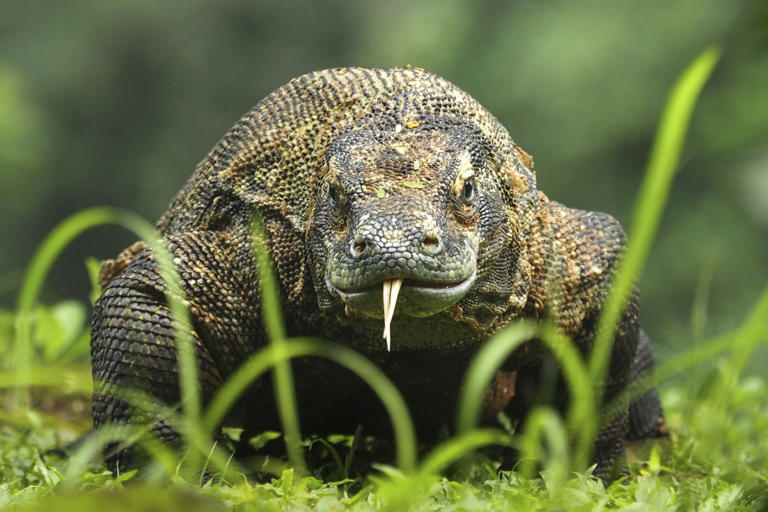 A remote tropical paradise is home to the world's most dangerous ...