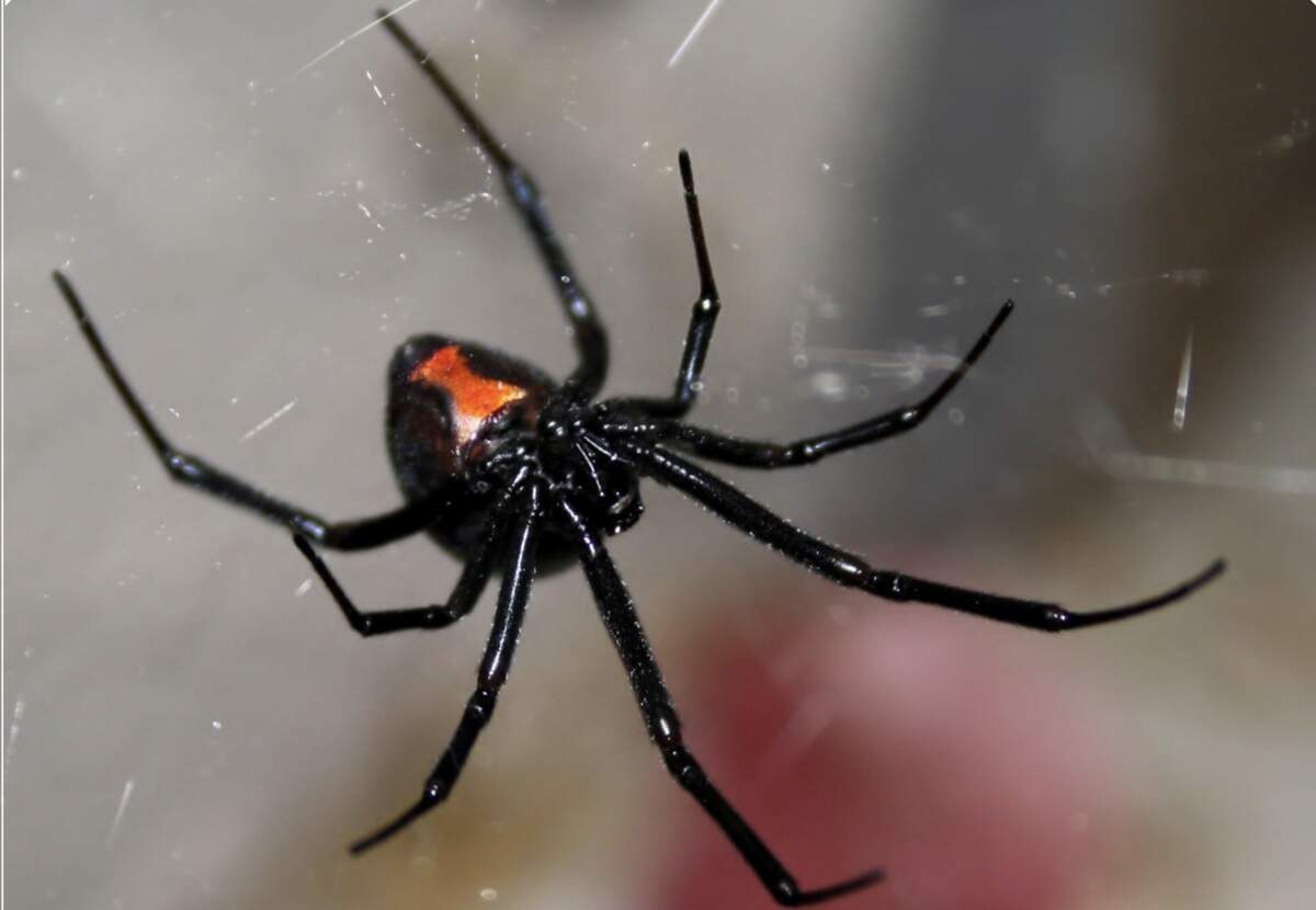 You may be inadvertently inviting black widow spiders into your SC home ...