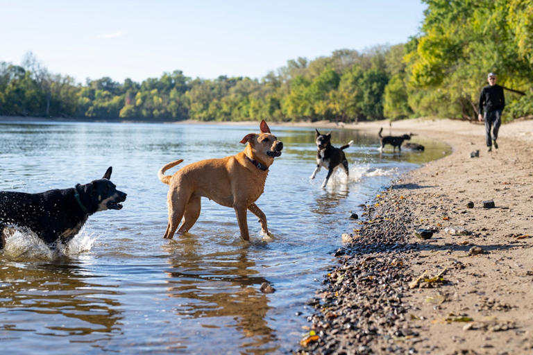 Minnehaha Dog Park users push for a say in the end of off-leash play