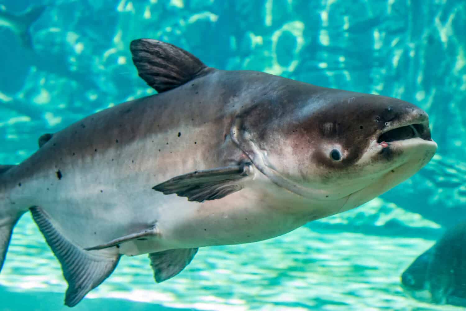 The world’s largest freshwater fish was nearly the size of a grizzly bear
