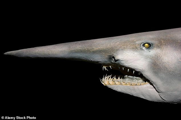 Elusive goblin shark is seen alive in its natural habitat for the first ...